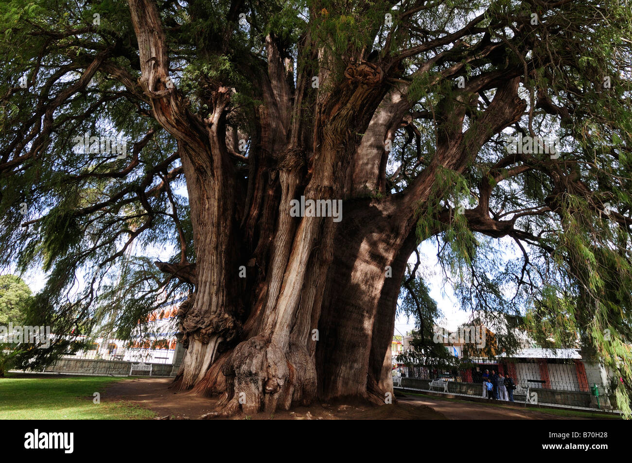 The tule tree hi-res stock photography and images - Alamy