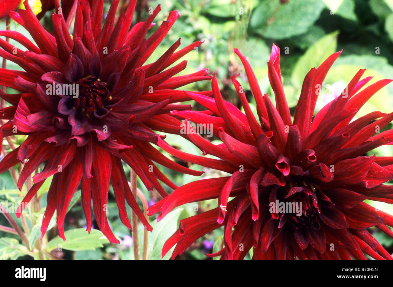 Dahlia 'Nuit D'ete', cactus variety, dark red flower garden plant 'Nuit ...