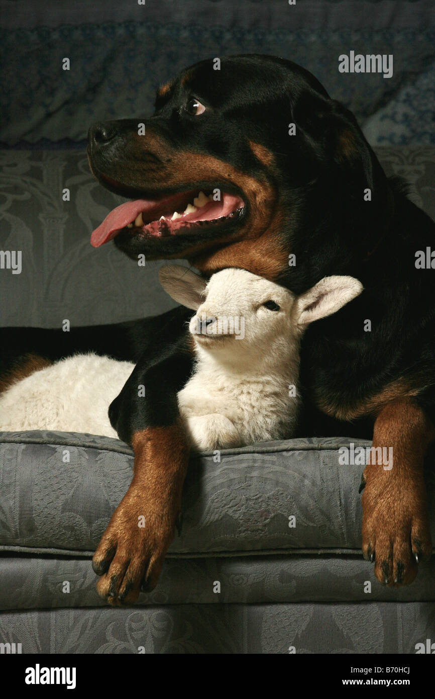 Rottweiler dog with orphan lamb Snowdonia North Wales Stock Photo - Alamy