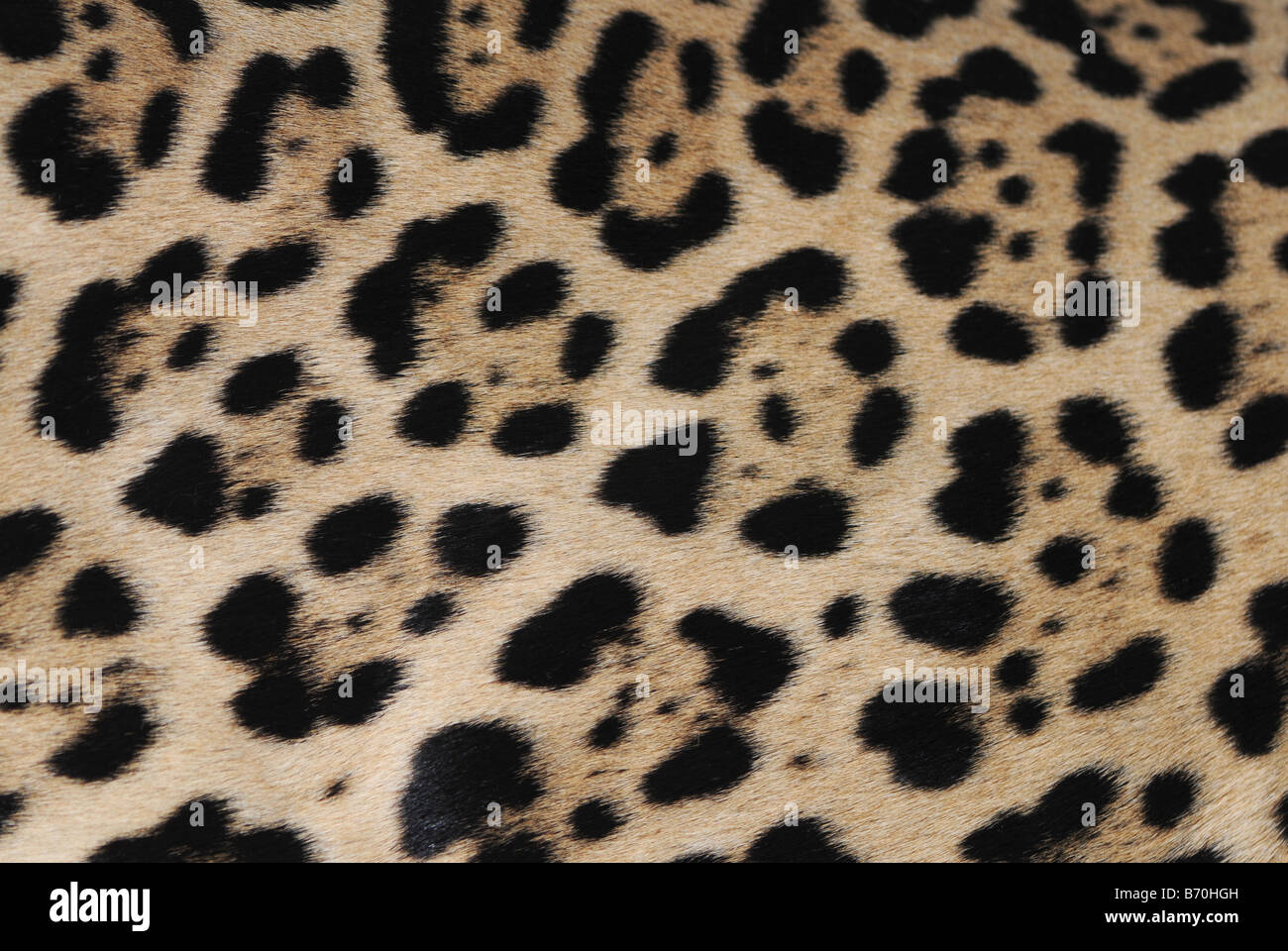 Jaguar fur pattern hi-res stock photography and images - Alamy