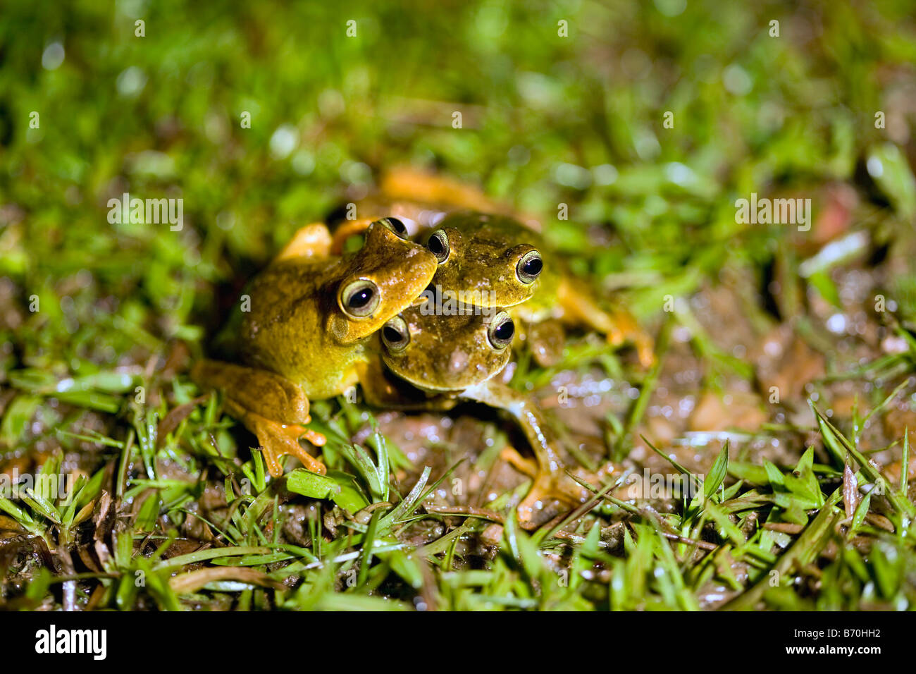 Brownsberg national park suriname hi-res stock photography and images - Alamy