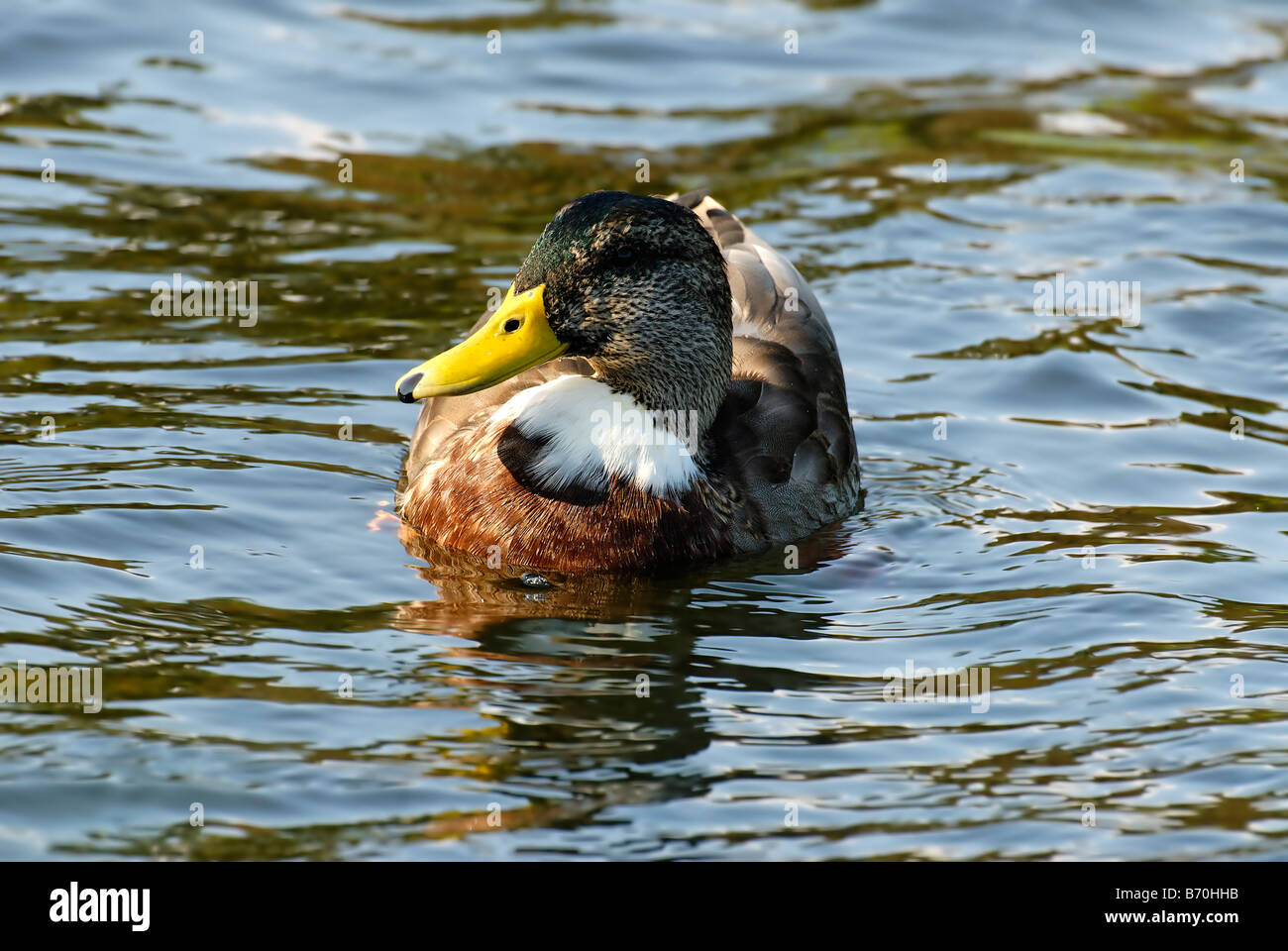 Drake duck bird hi-res stock photography and images - Alamy