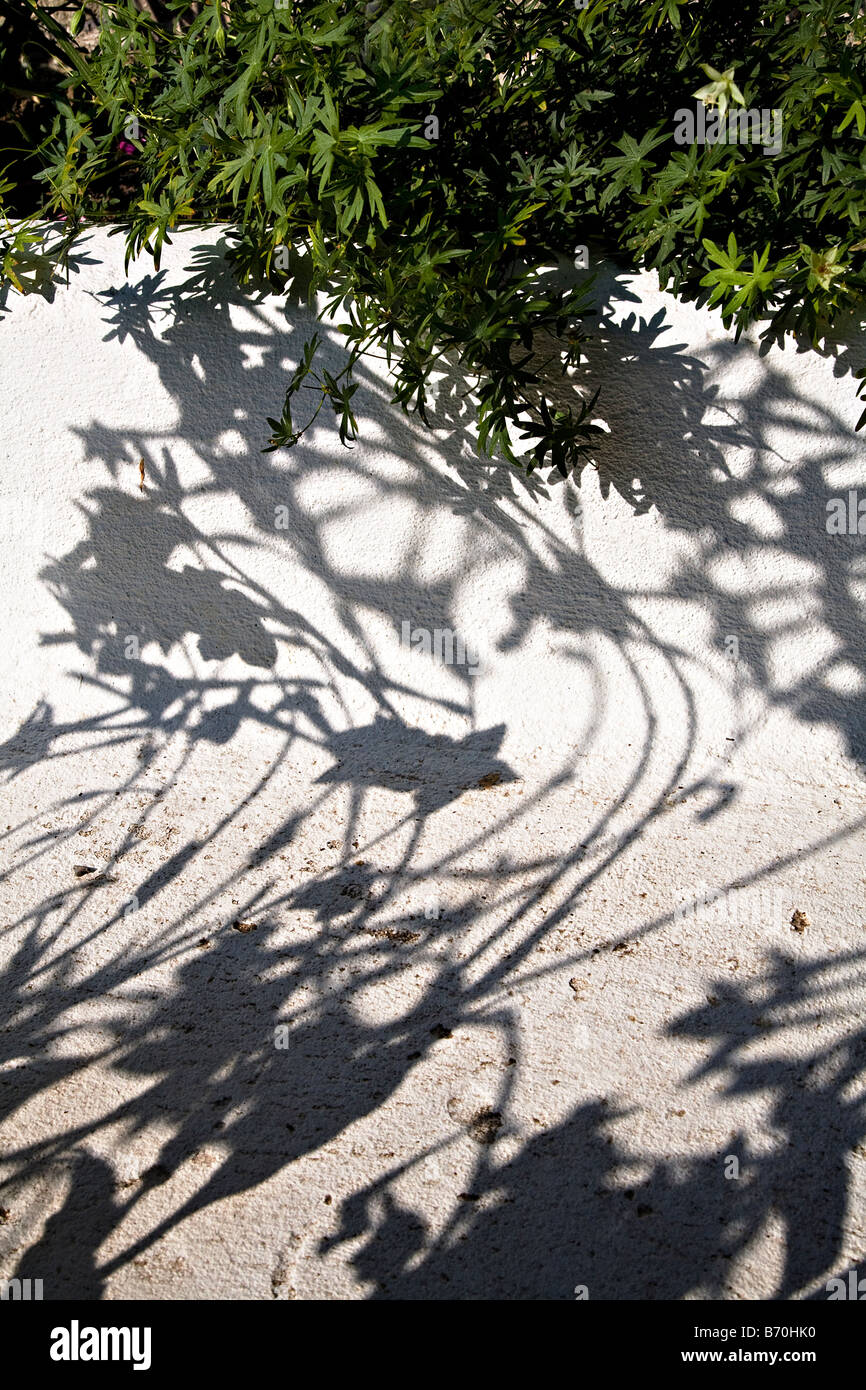Dramatic flower shadows, geraniums Stock Photo - Alamy