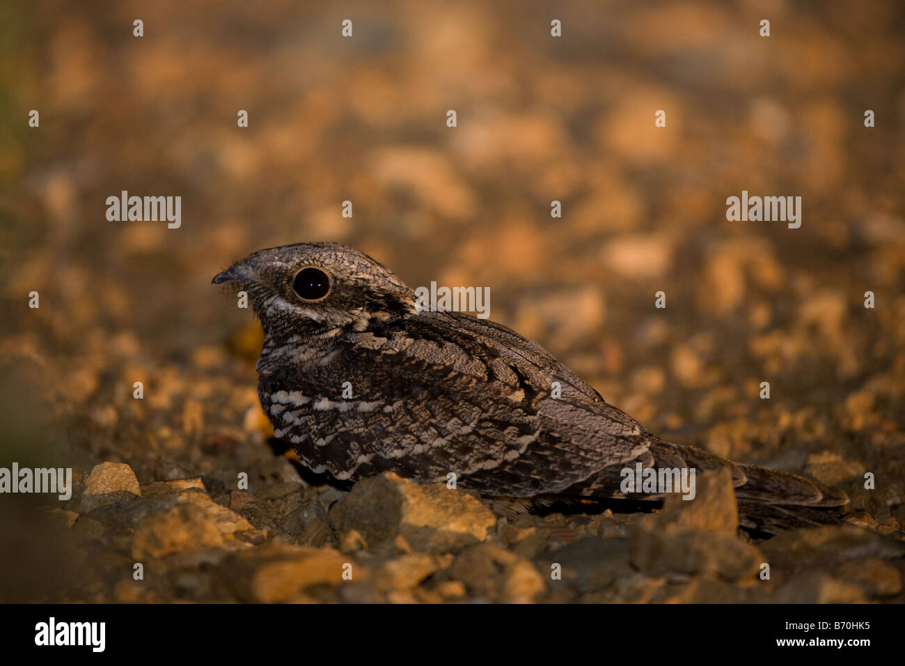 Nightjar hi-res stock photography and images - Alamy