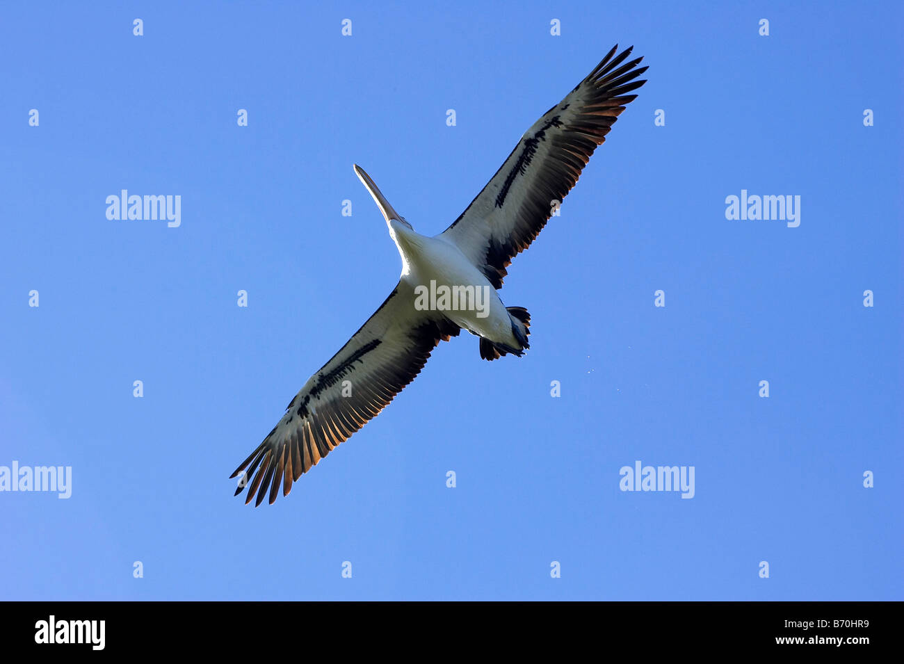 Australian pelican flying hi-res stock photography and images - Alamy
