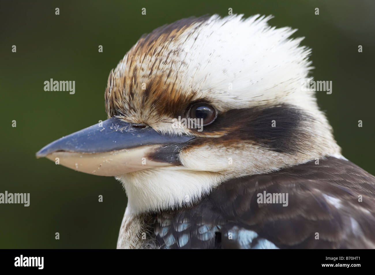 Laughing Kookaburra Dacelo novaeguineae or Dacelo gigas Shelly Beach ...