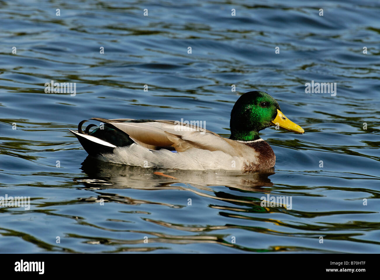 Drake duck bird hi-res stock photography and images - Alamy