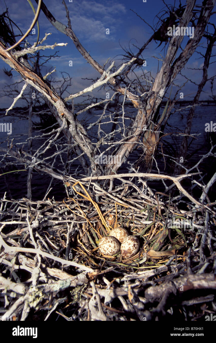 Snail kite nest hi-res stock photography and images - Alamy
