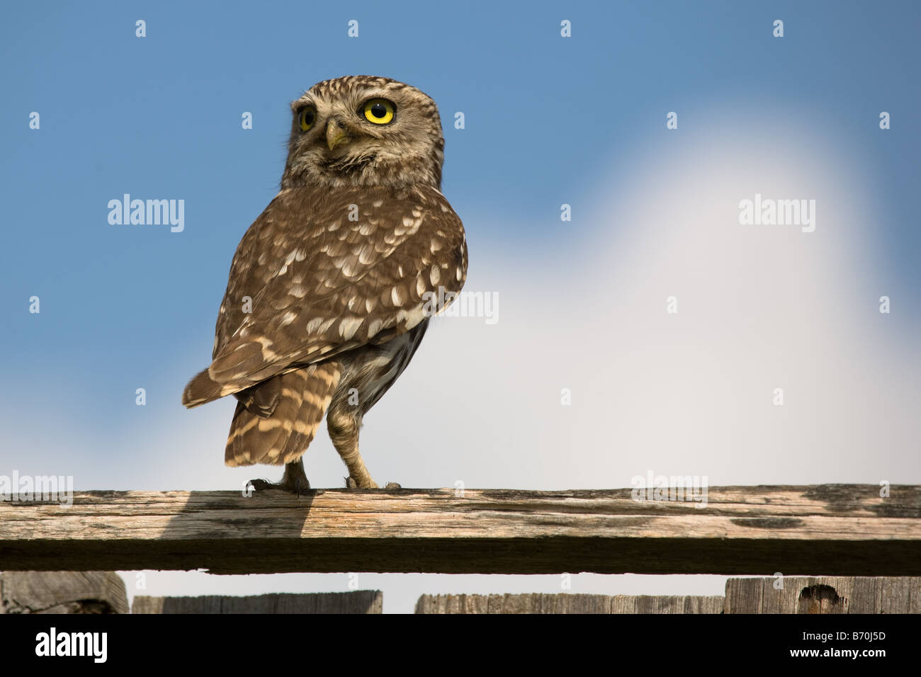 Avian fauna hi-res stock photography and images - Alamy