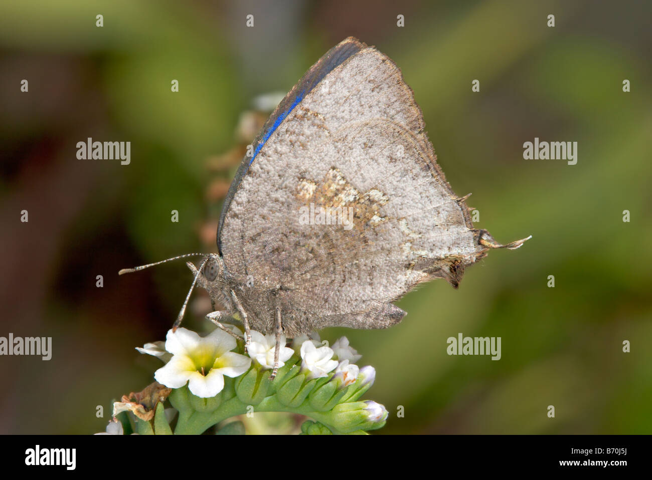 Theclinae hi-res stock photography and images - Alamy