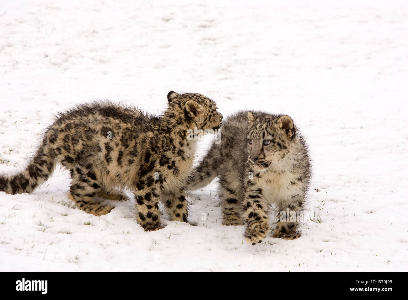 Cubs Cut Out Stock Images & Pictures - Alamy