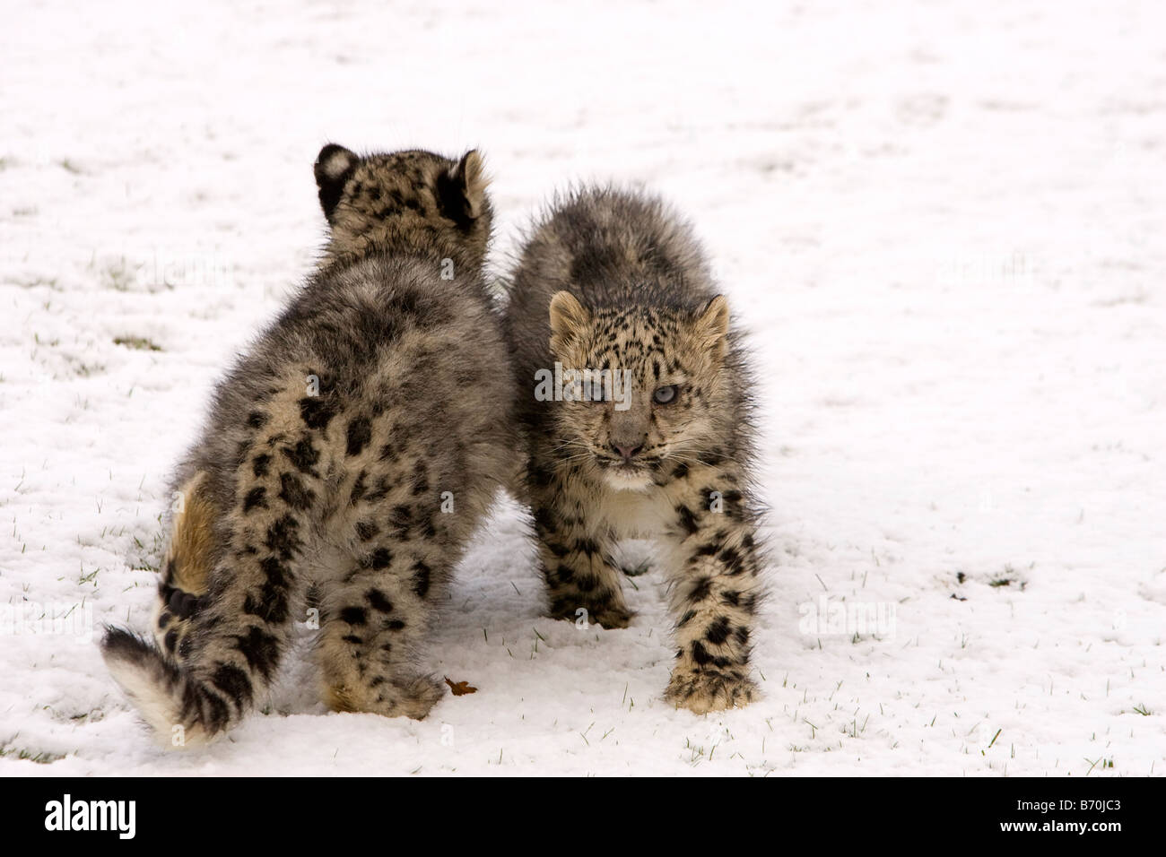 Snow Leopard Cubs Stock Photo - Alamy