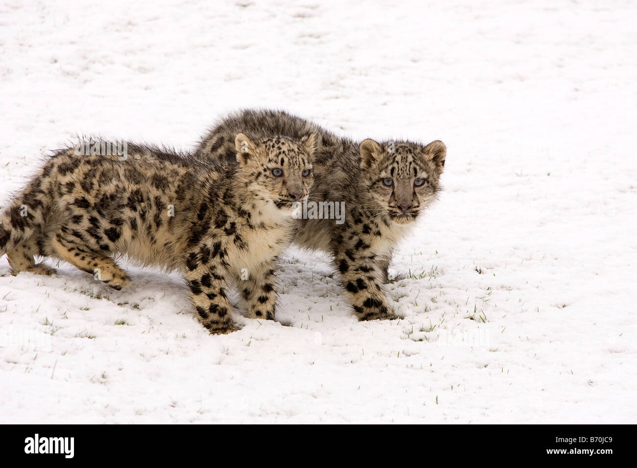 Snow Leopard Cubs Stock Photo - Alamy