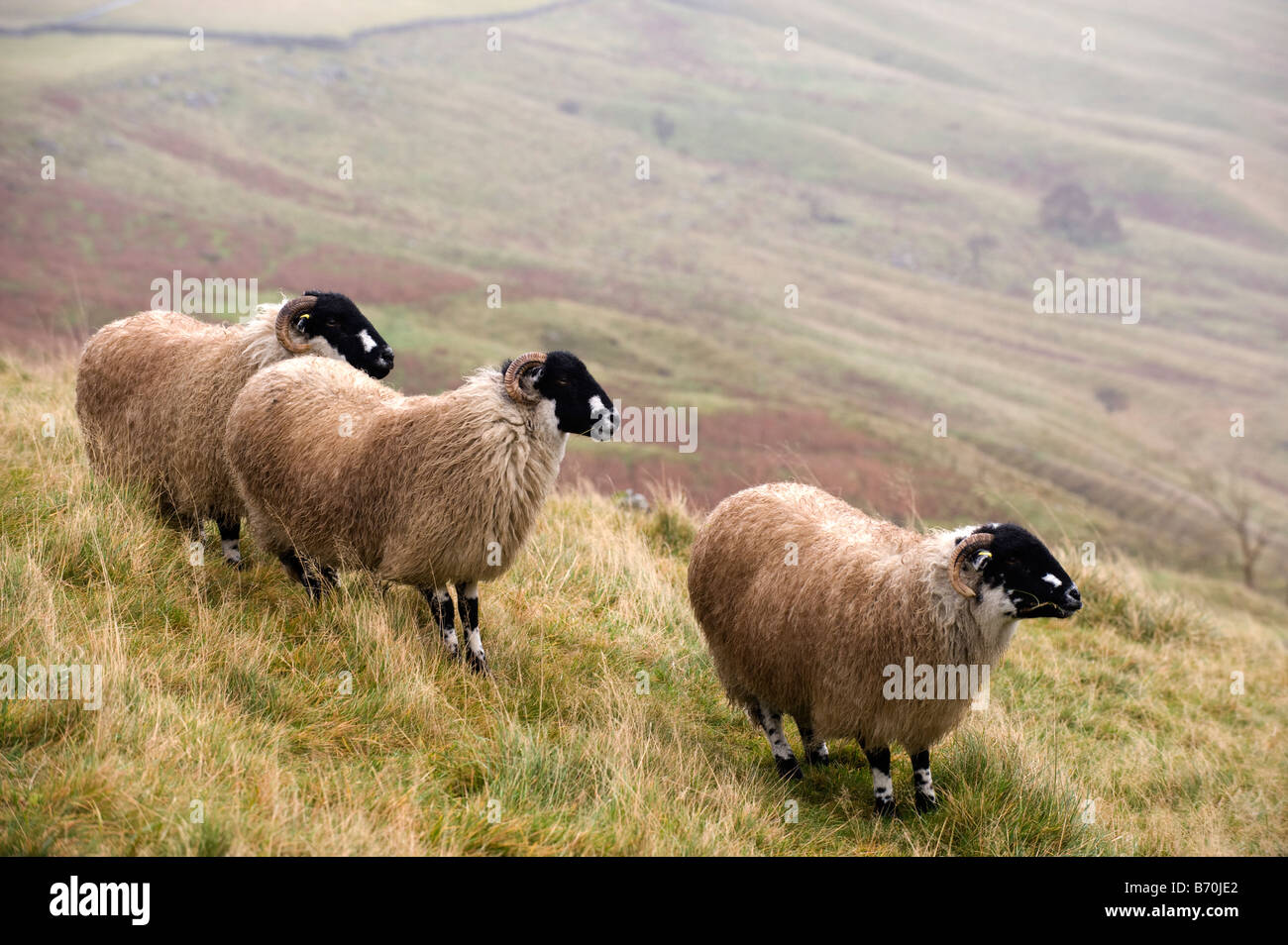 Standing on upland moor hi-res stock photography and images - Alamy