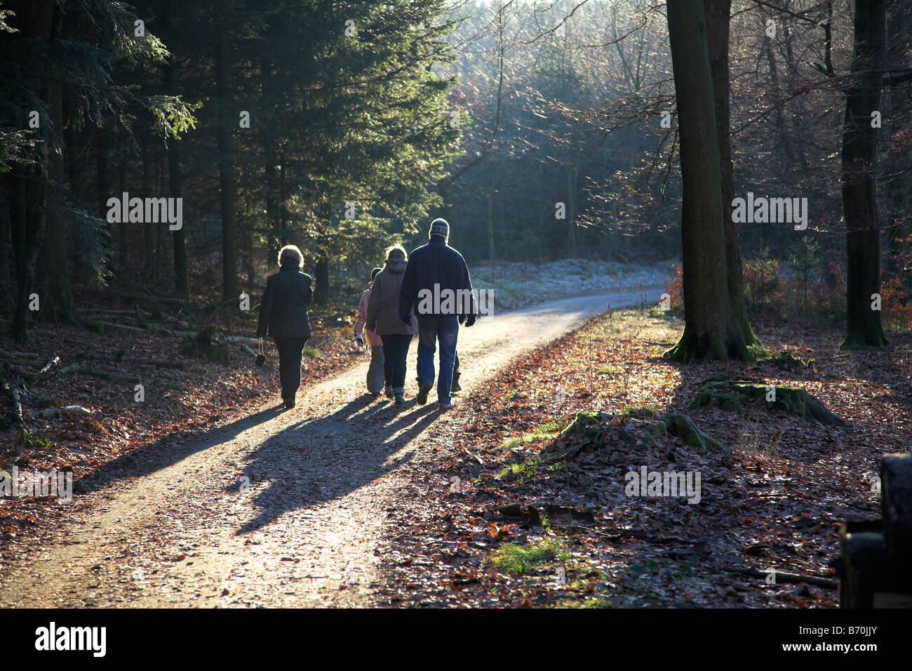 Group taking a walk in a forest Stock Photo - Alamy