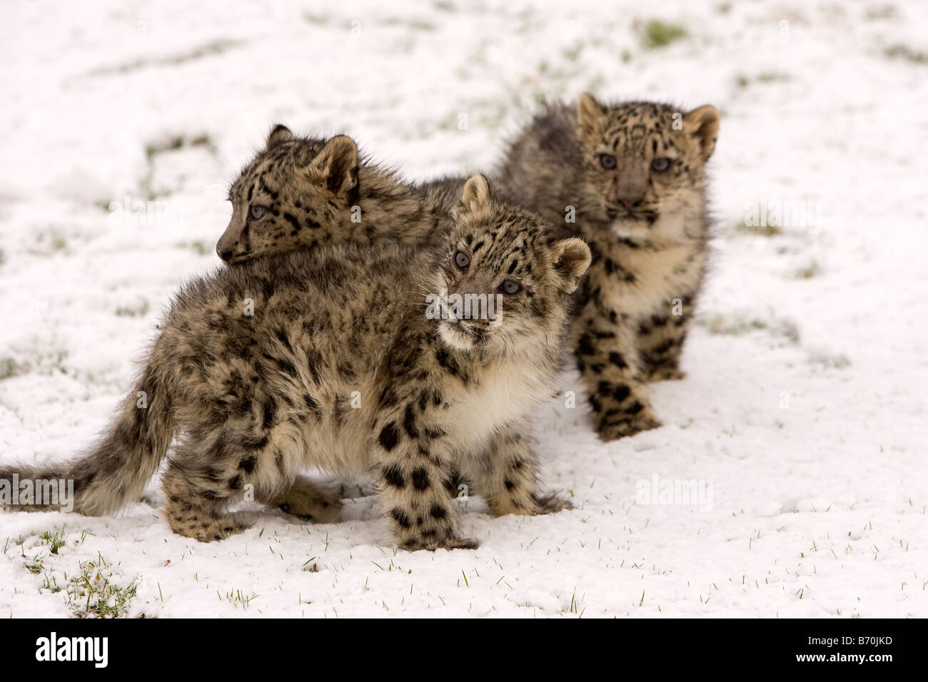 Snow Leopard Cubs Stock Photo - Alamy