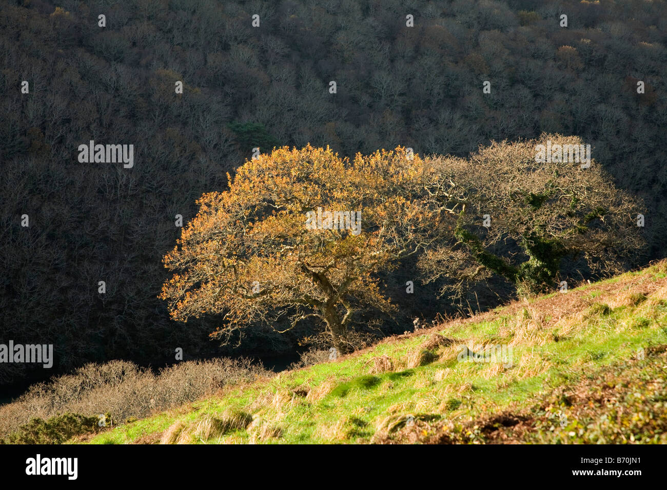 Trenant wood hi-res stock photography and images - Alamy