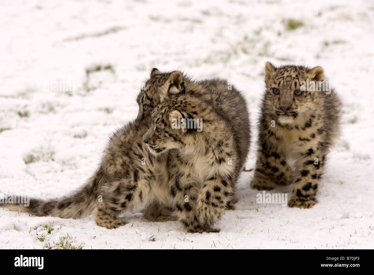 Snow Leopard Cubs Stock Photo - Alamy