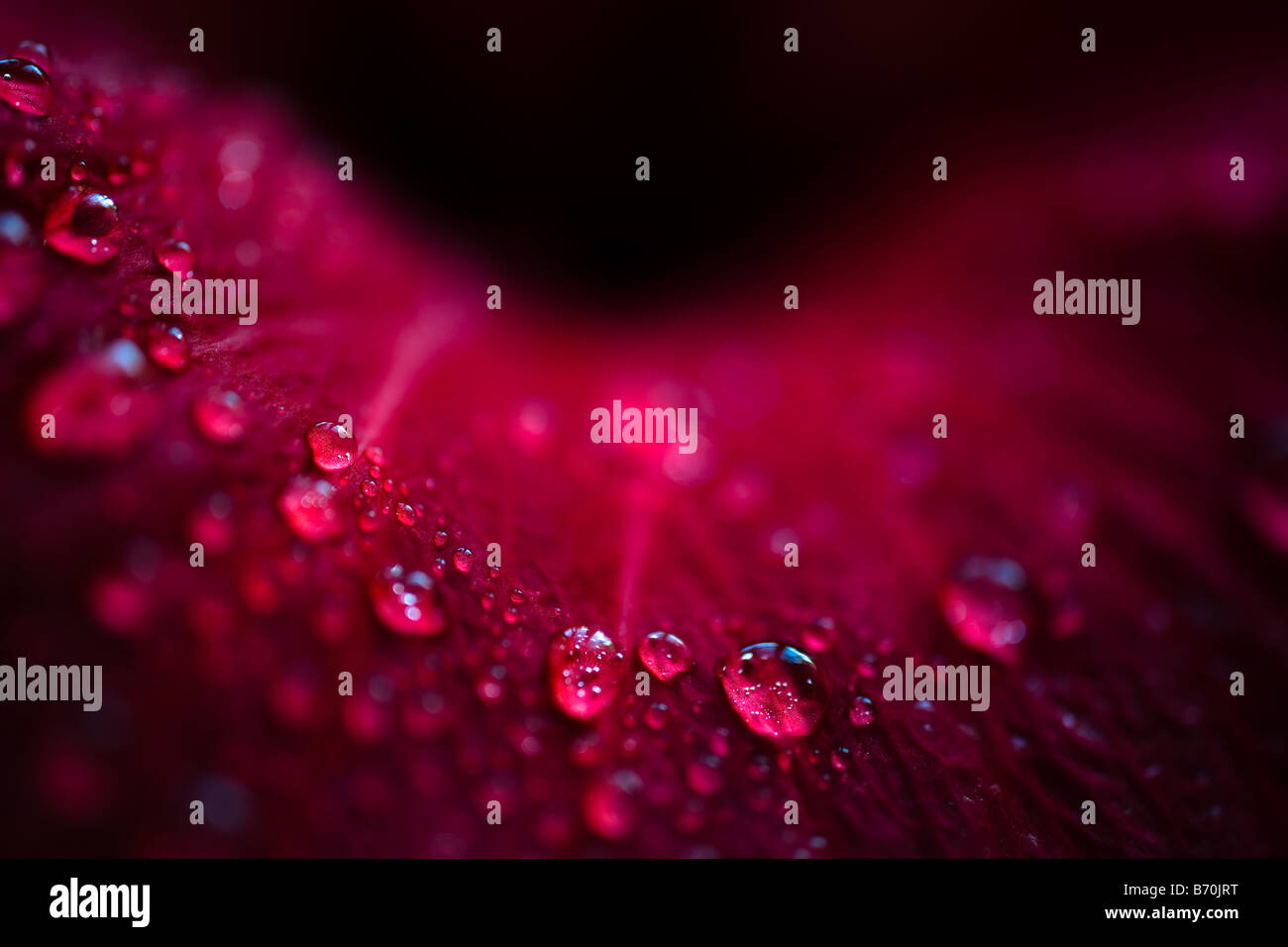 Red Rose detail Stock Photo - Alamy