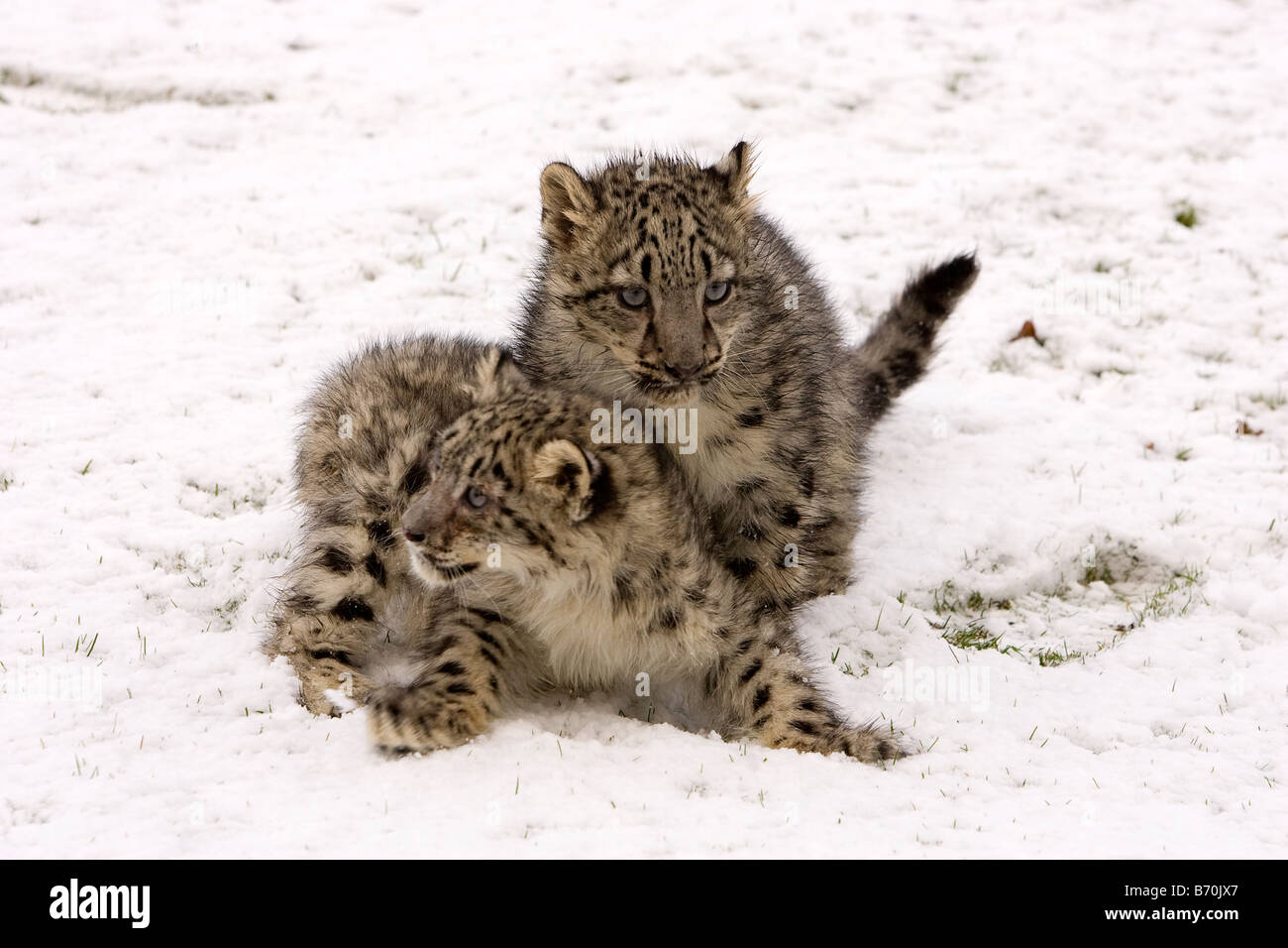 Baby snow leopard hi-res stock photography and images - Alamy