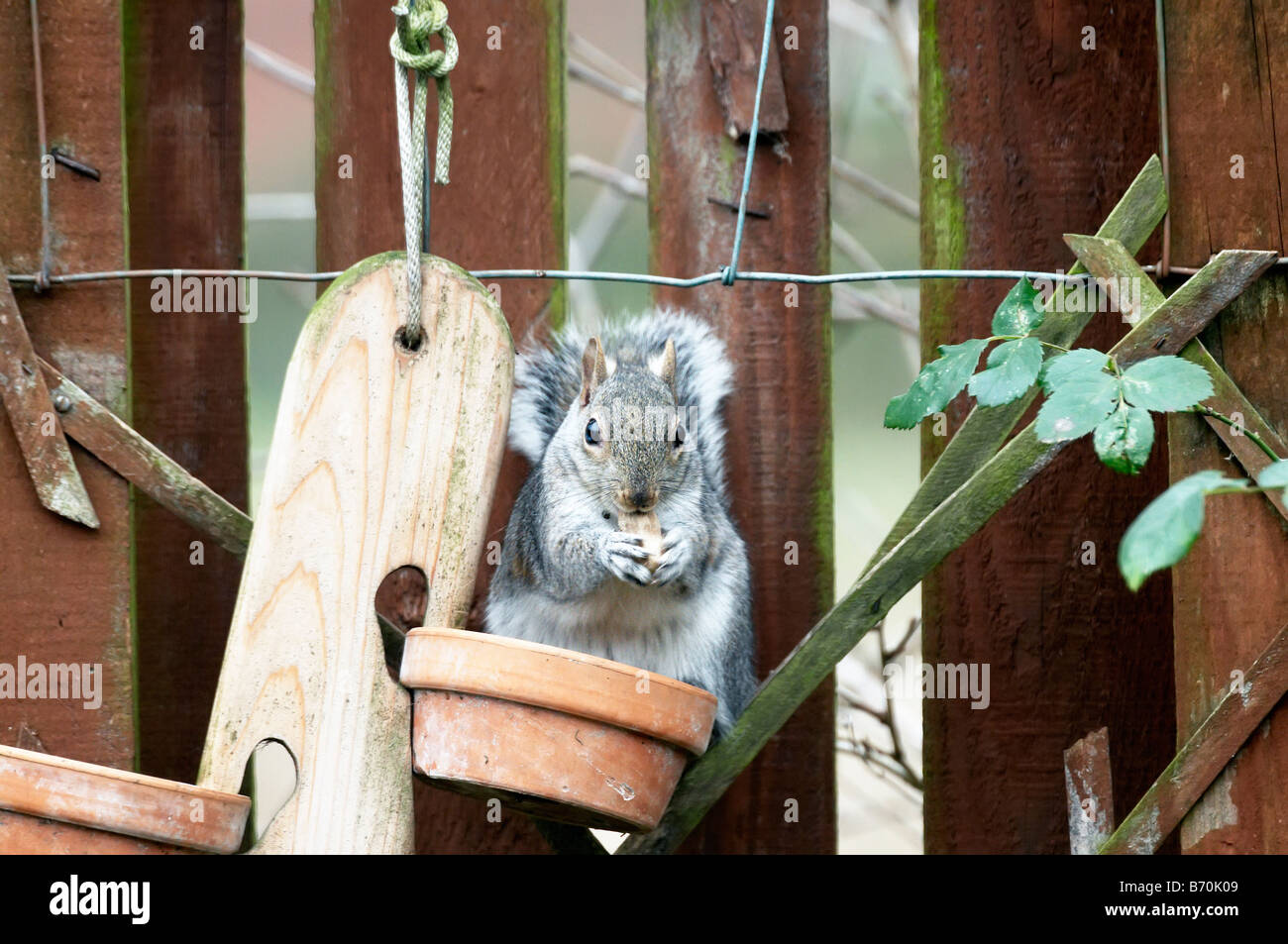 Grey squirrels are an alien species and were introduced to the UK from ...