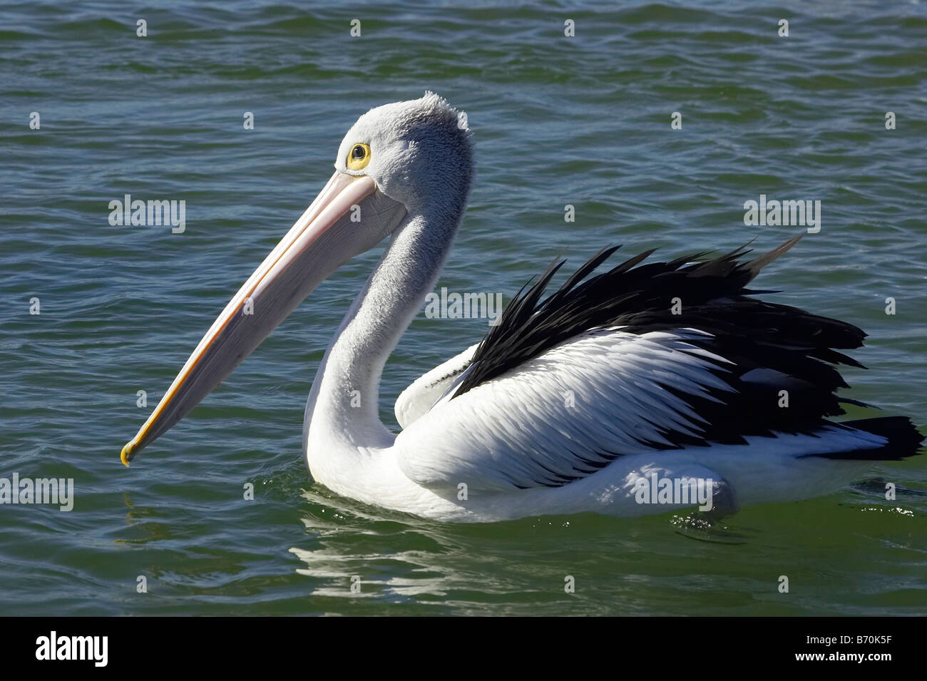 Australian pelican bird wildlife hi-res stock photography and images ...