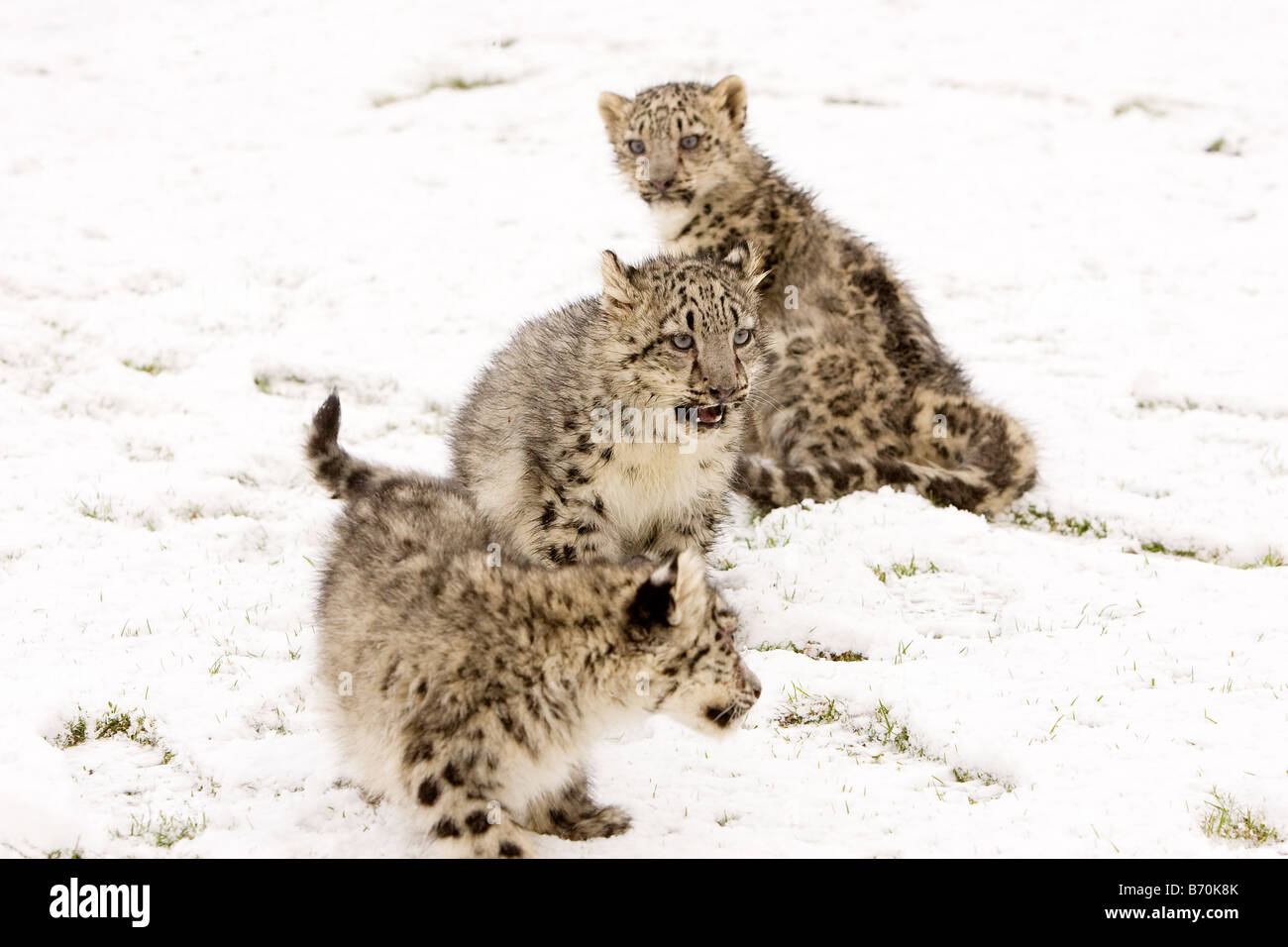 Pair of snow leopard cubs hi-res stock photography and images - Alamy