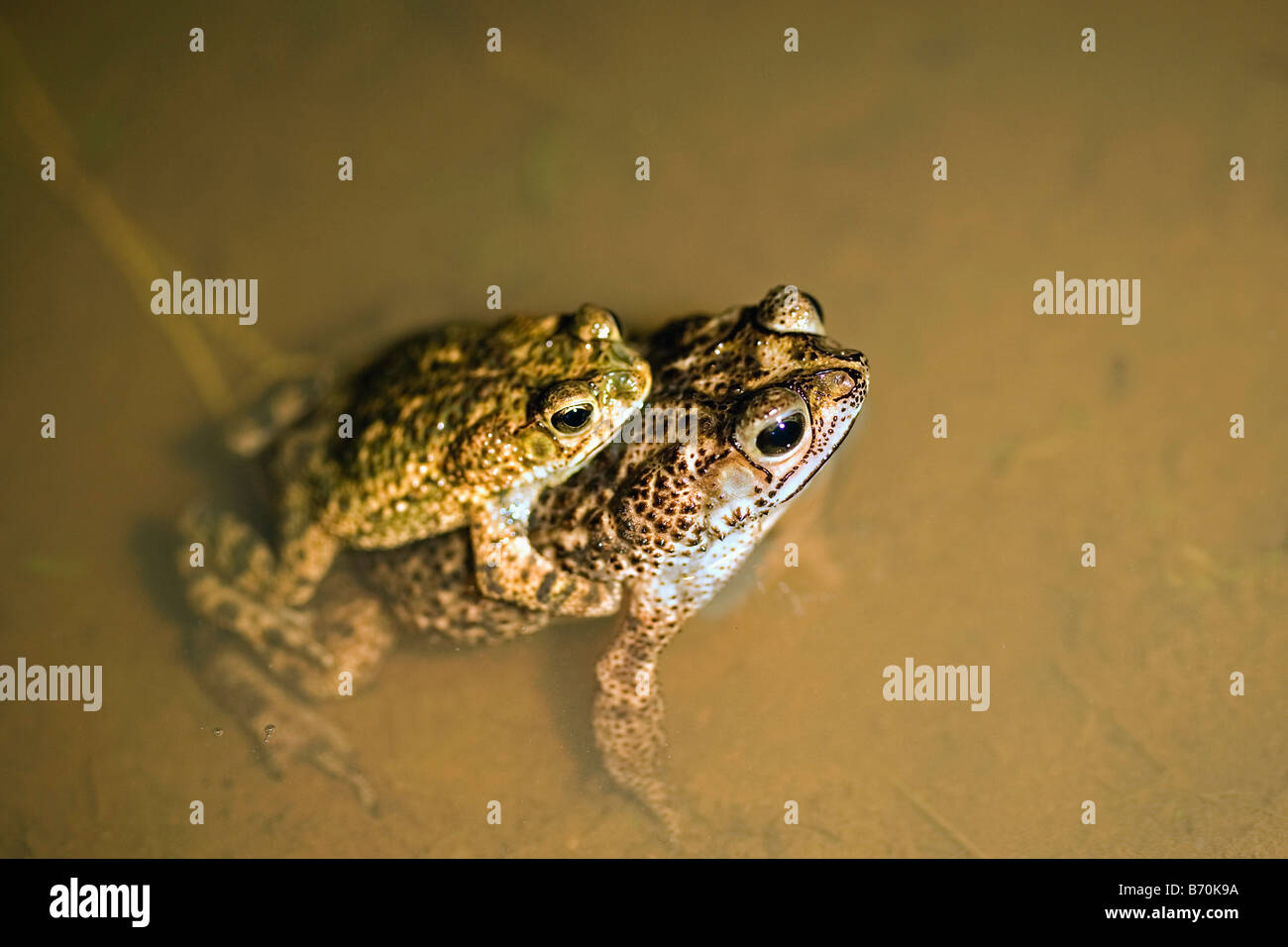 Suriname, Brownsweg, Brownsberg National Park. Pair of toads mating ...