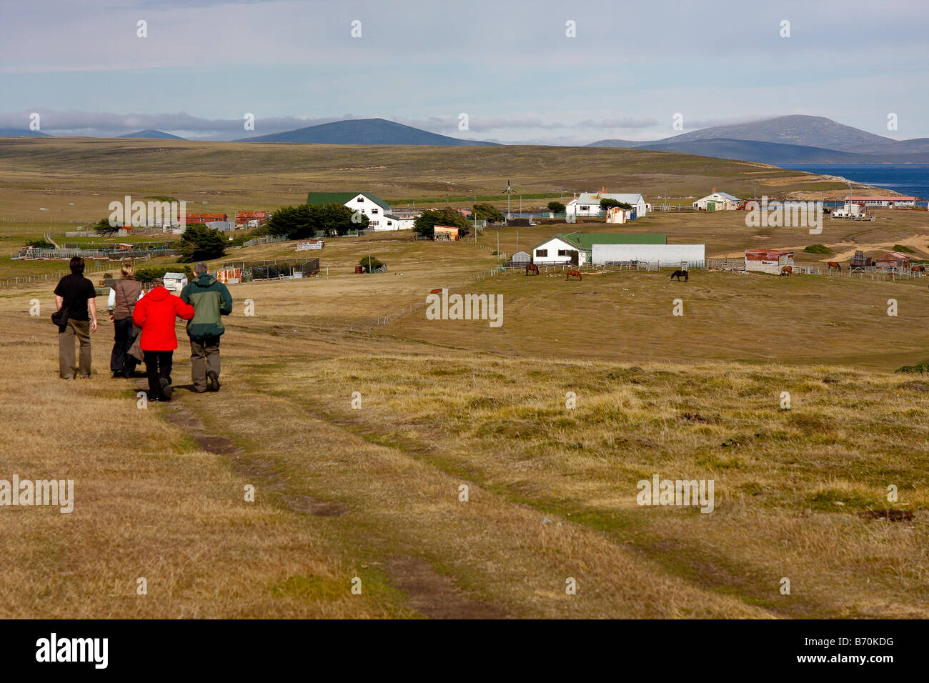 Pebble island falklands sheep hi-res stock photography and images - Alamy
