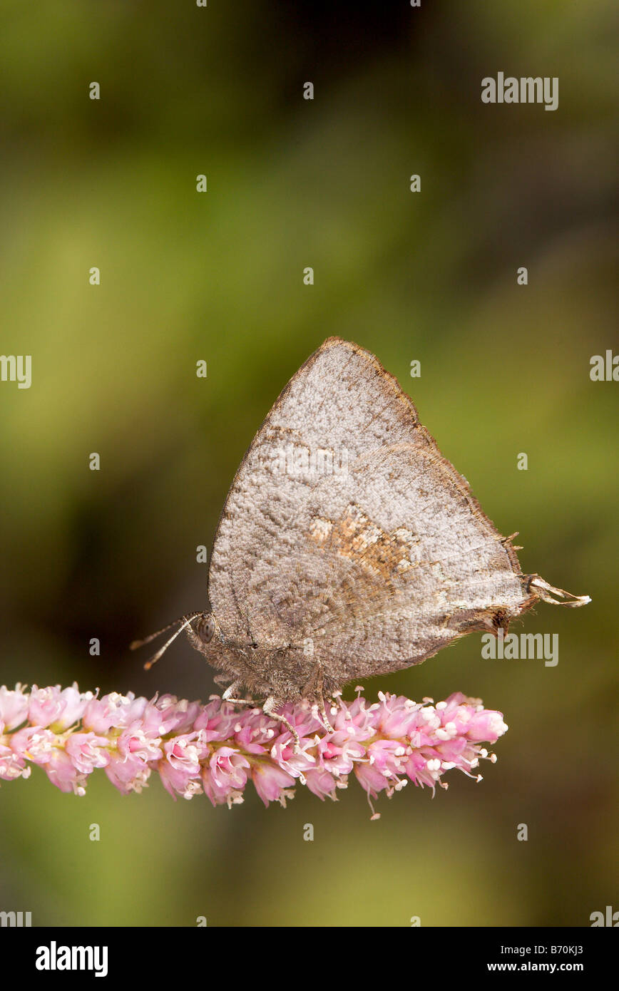 Theclinae hi-res stock photography and images - Alamy