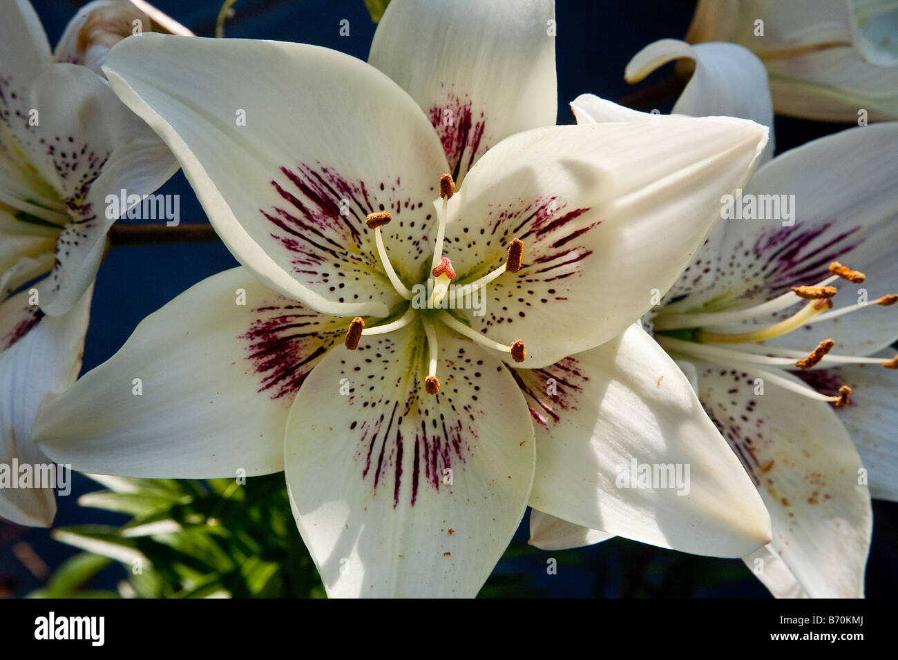 Lilium close up hi-res stock photography and images - Alamy