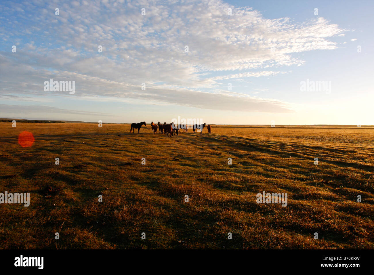 Pebble Island Landscape Falkland Islands Stock Photo - Alamy