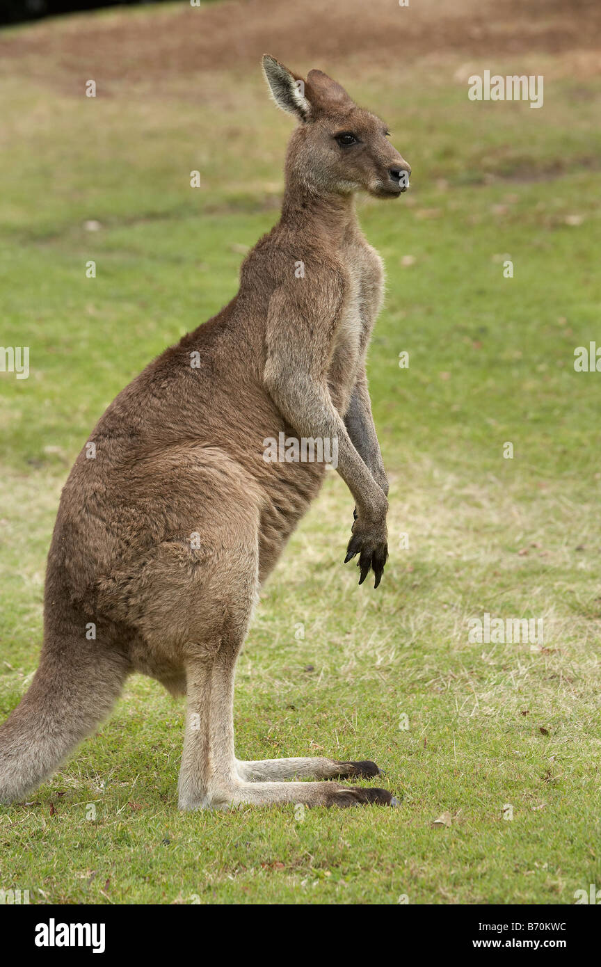 Kangaroo nsw australia hi-res stock photography and images - Alamy