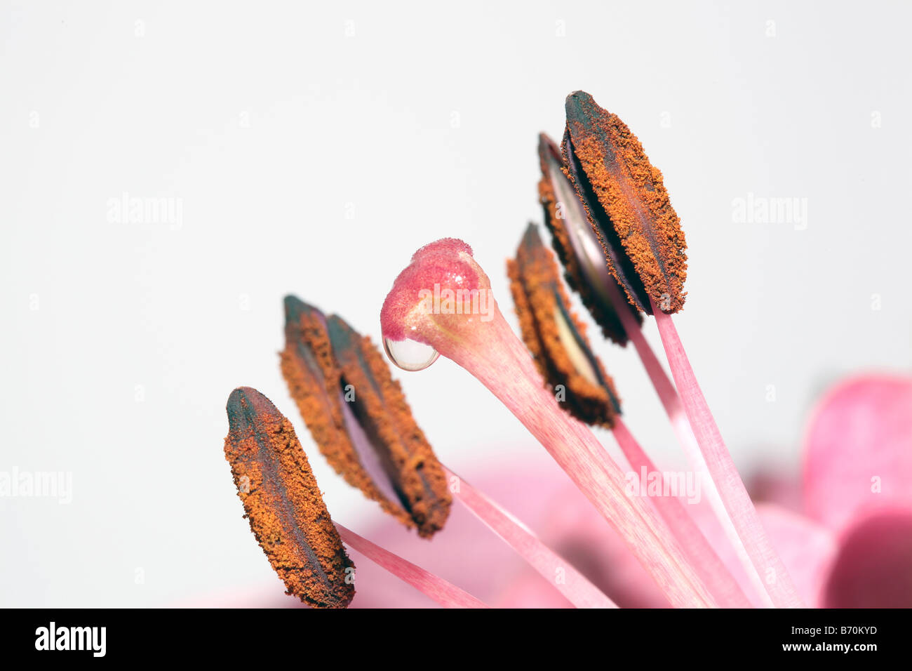 Lily drop hi-res stock photography and images - Alamy