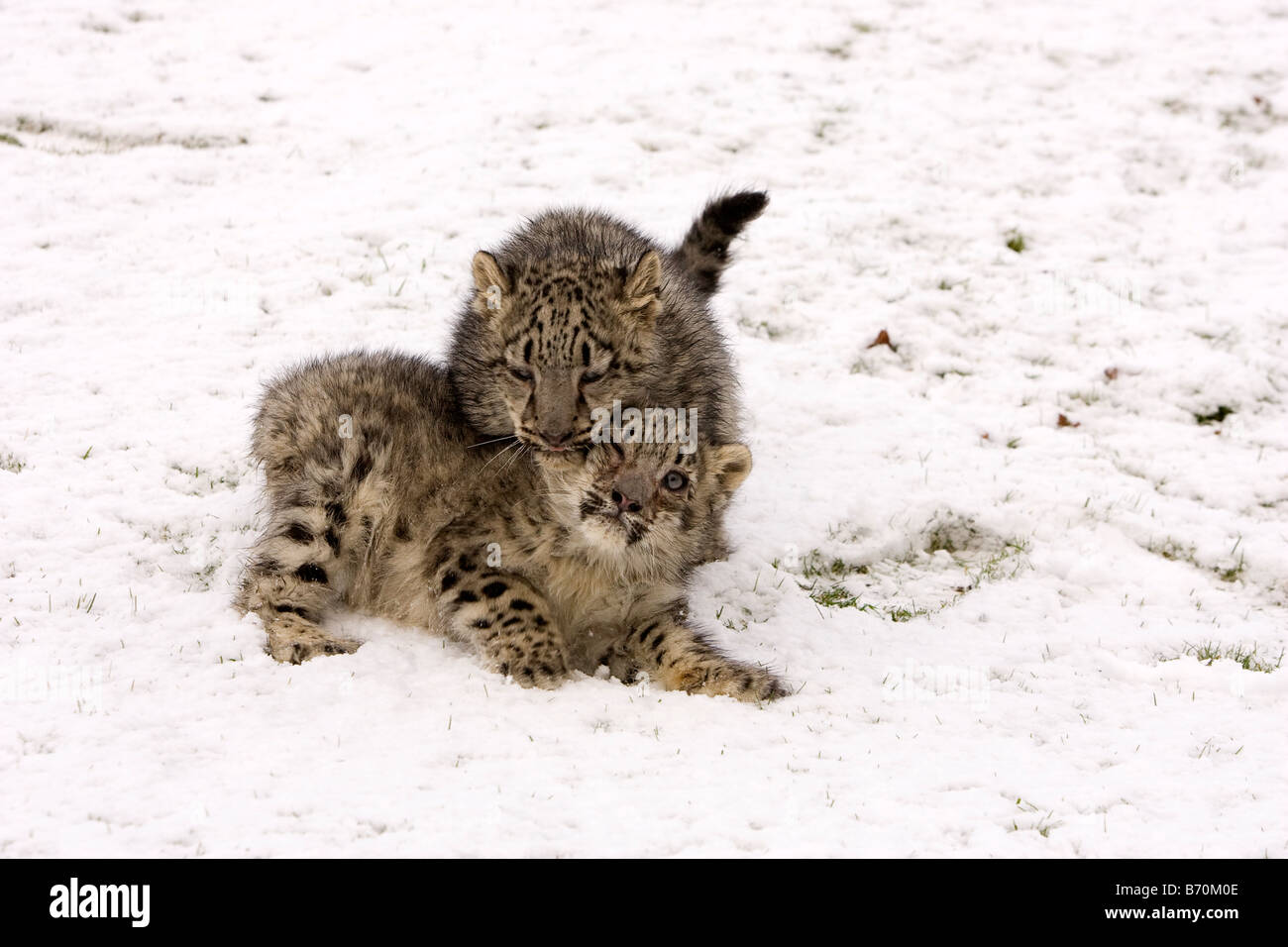 Pair of snow leopard cubs hi-res stock photography and images - Alamy