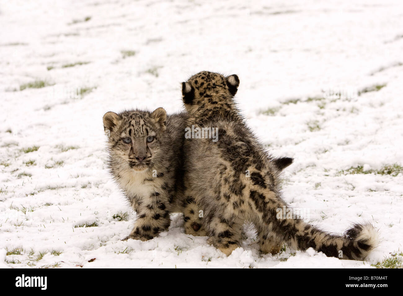 Snow Leopard Cubs Stock Photo - Alamy