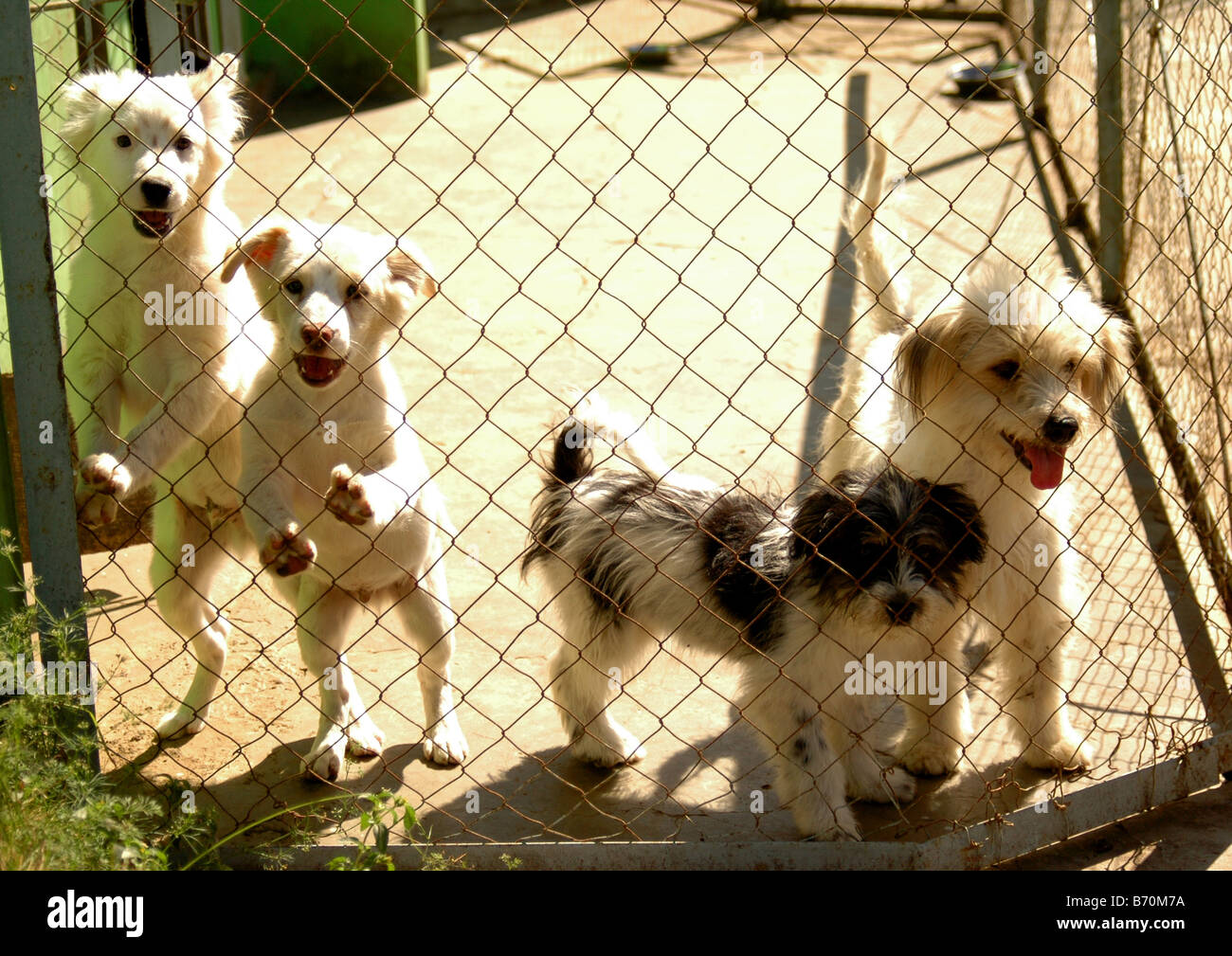 Dogs behind fence Stock Photo - Alamy