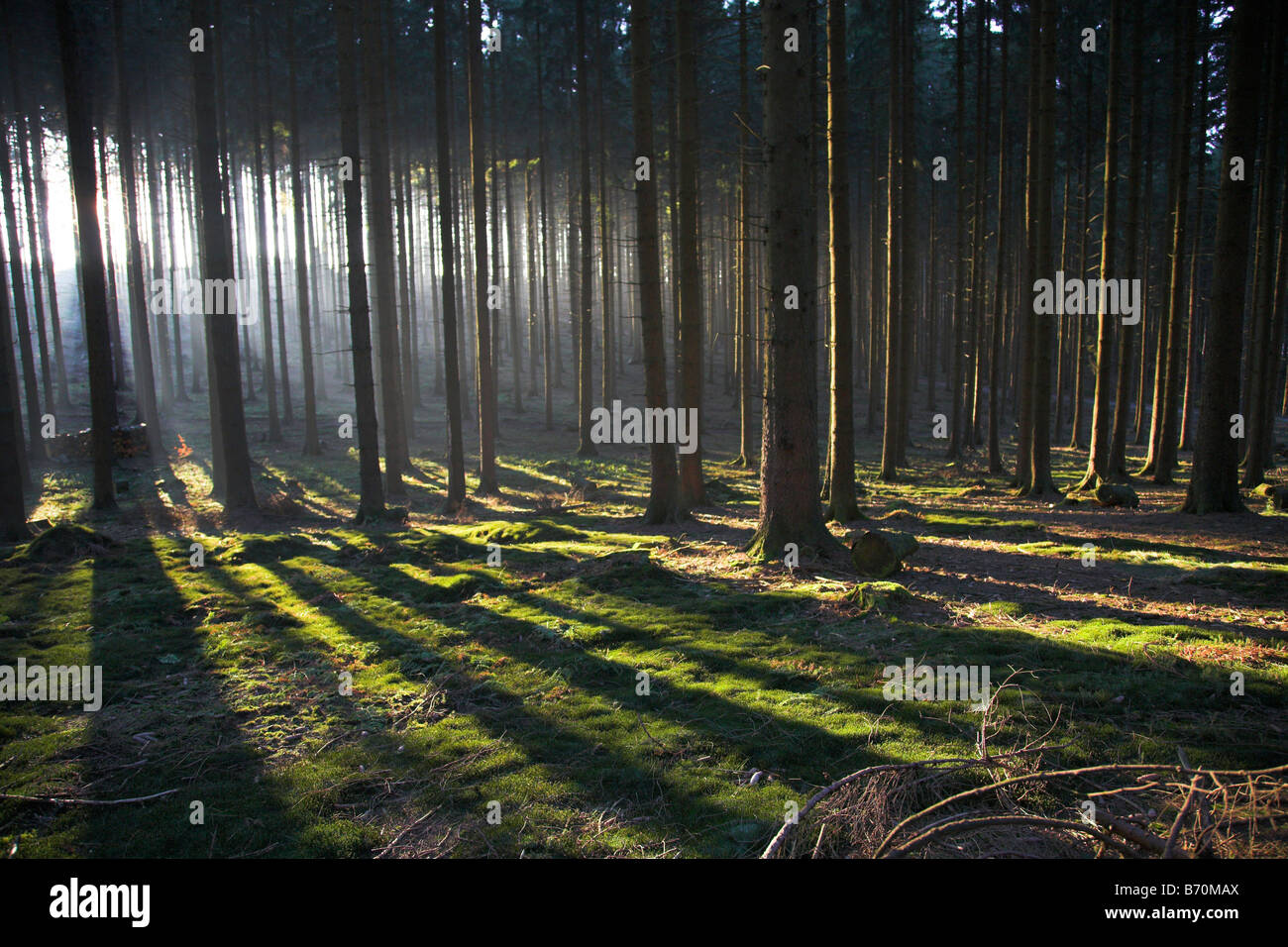Long shadows cast by a setting sun deep in a wild forest Stock Photo ...