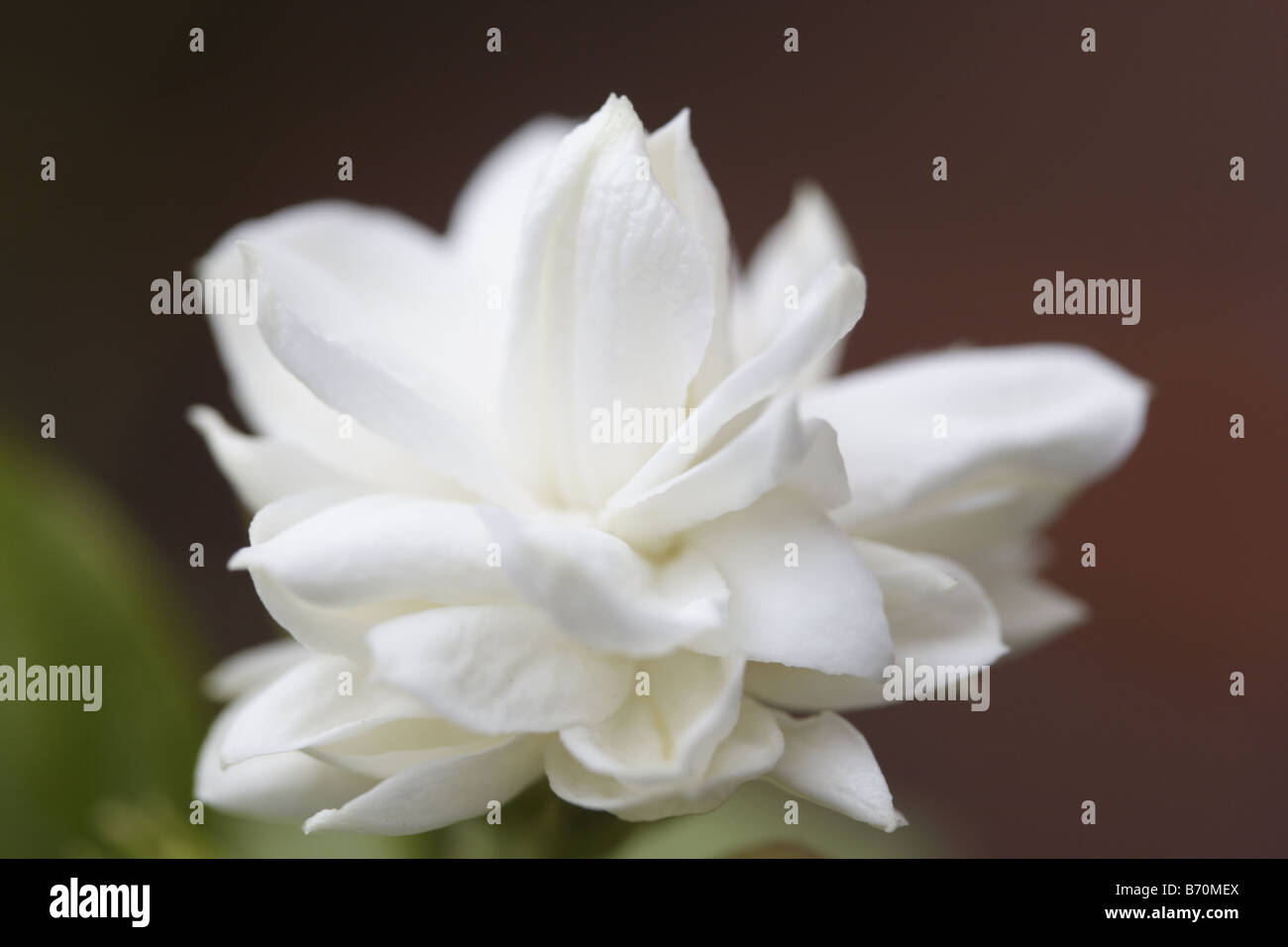 Sampaguita Flower Close up Image (Philippines National Flower, Jasminum ...