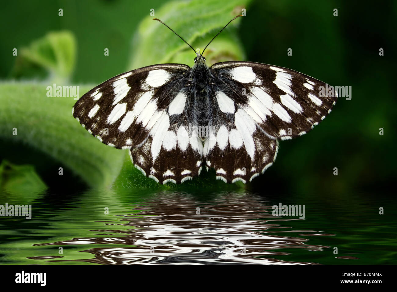 Butterfly poster hi-res stock photography and images - Alamy