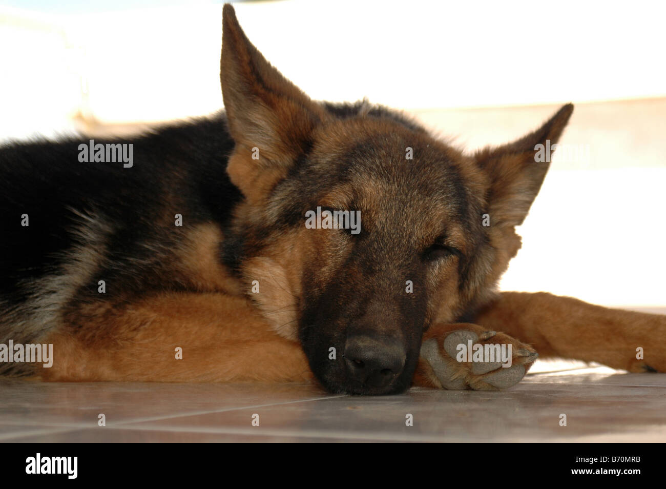A Sleppy Puppy Stock Photo - Alamy