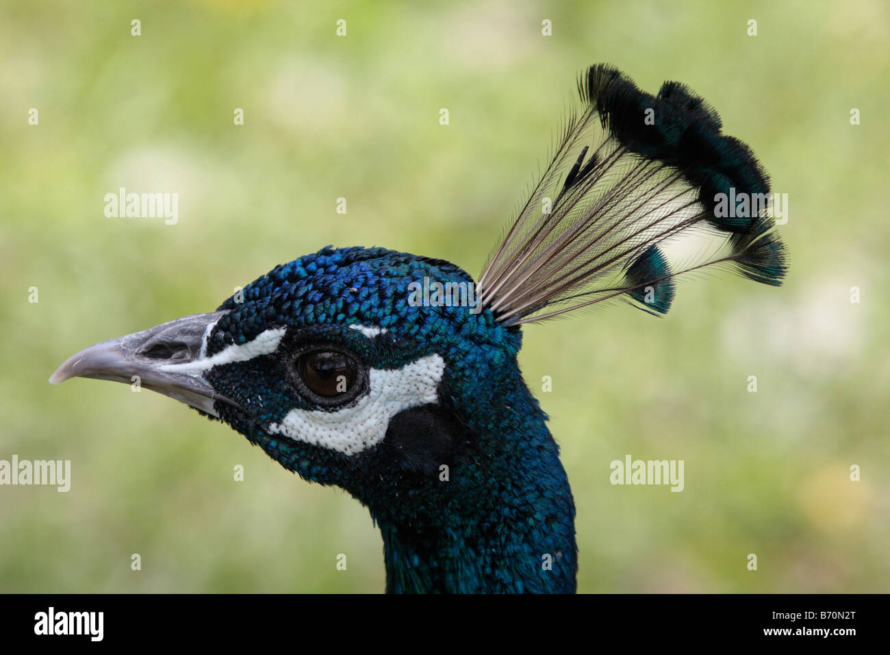 Close up of peacock head in Peacock Zoo which located at Sun Moon Lake ...