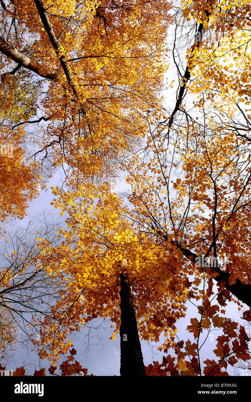 Red foliage tree tops hi-res stock photography and images - Alamy