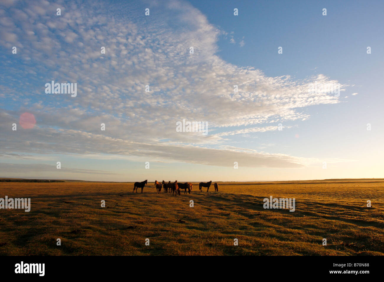 Pebble Island Landscape Falkland Islands Stock Photo - Alamy