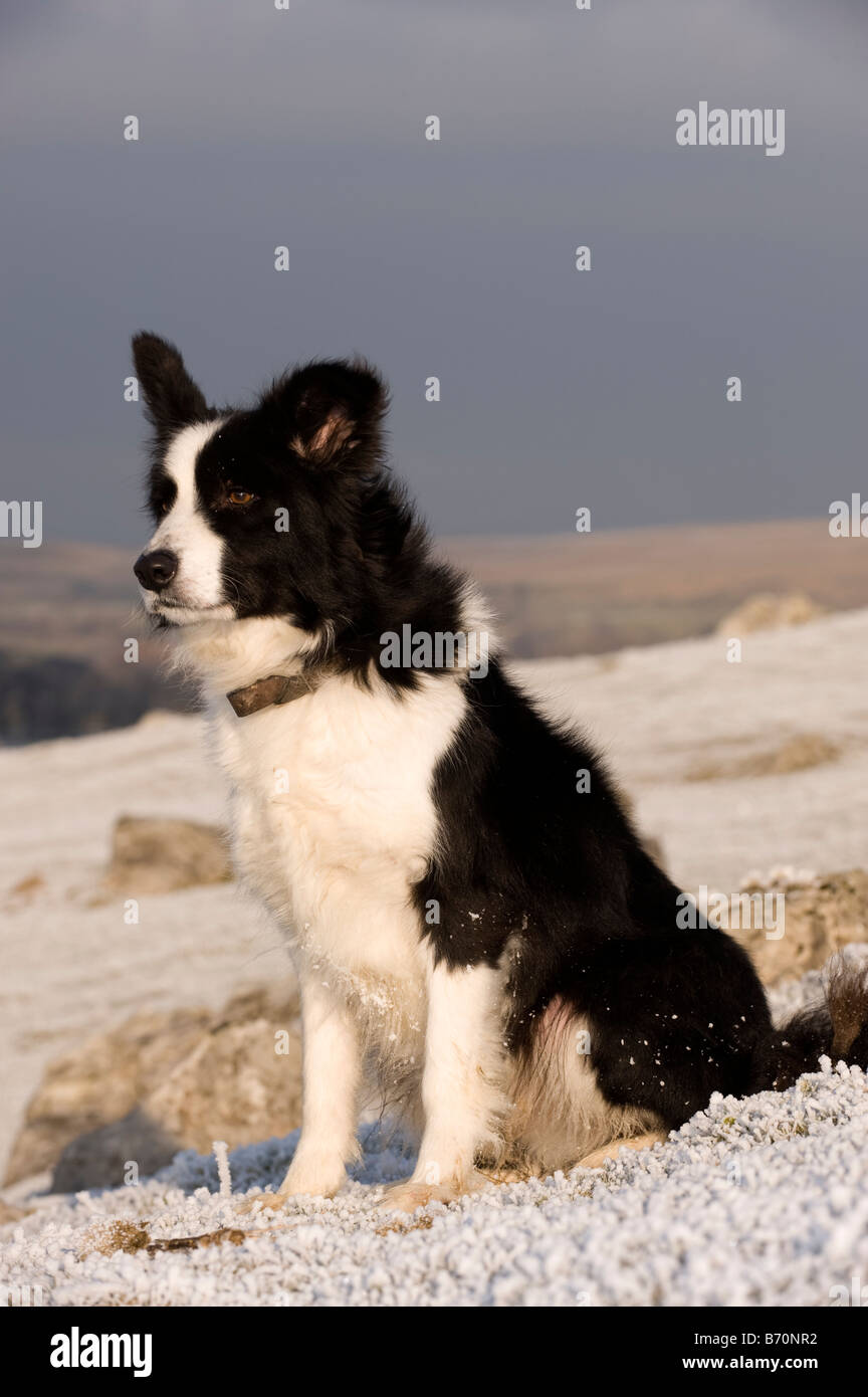 Are Border Collies Hunting Dogs
