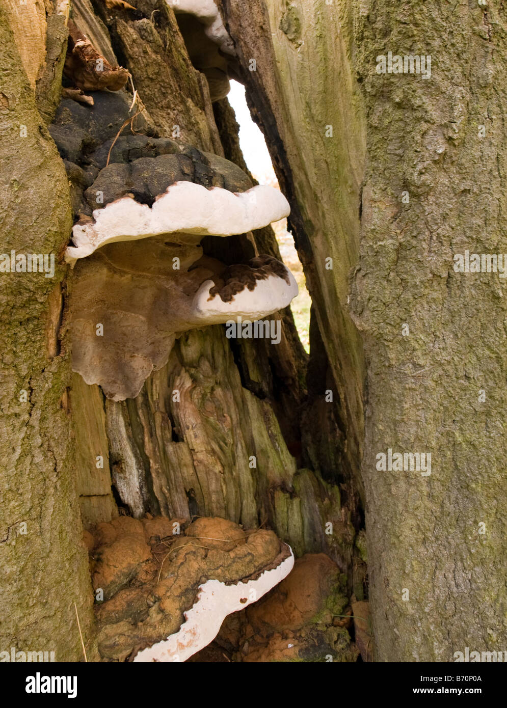 Large White Fungus Growing on Old Tree Stump Stock Photo - Alamy