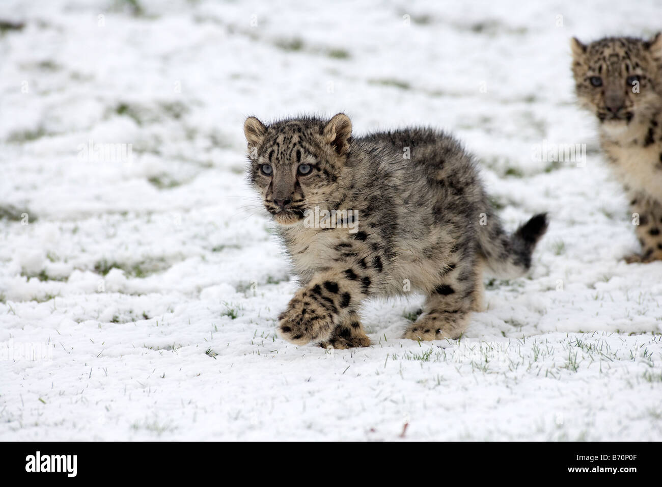 Pair of snow leopard cubs hi-res stock photography and images - Alamy