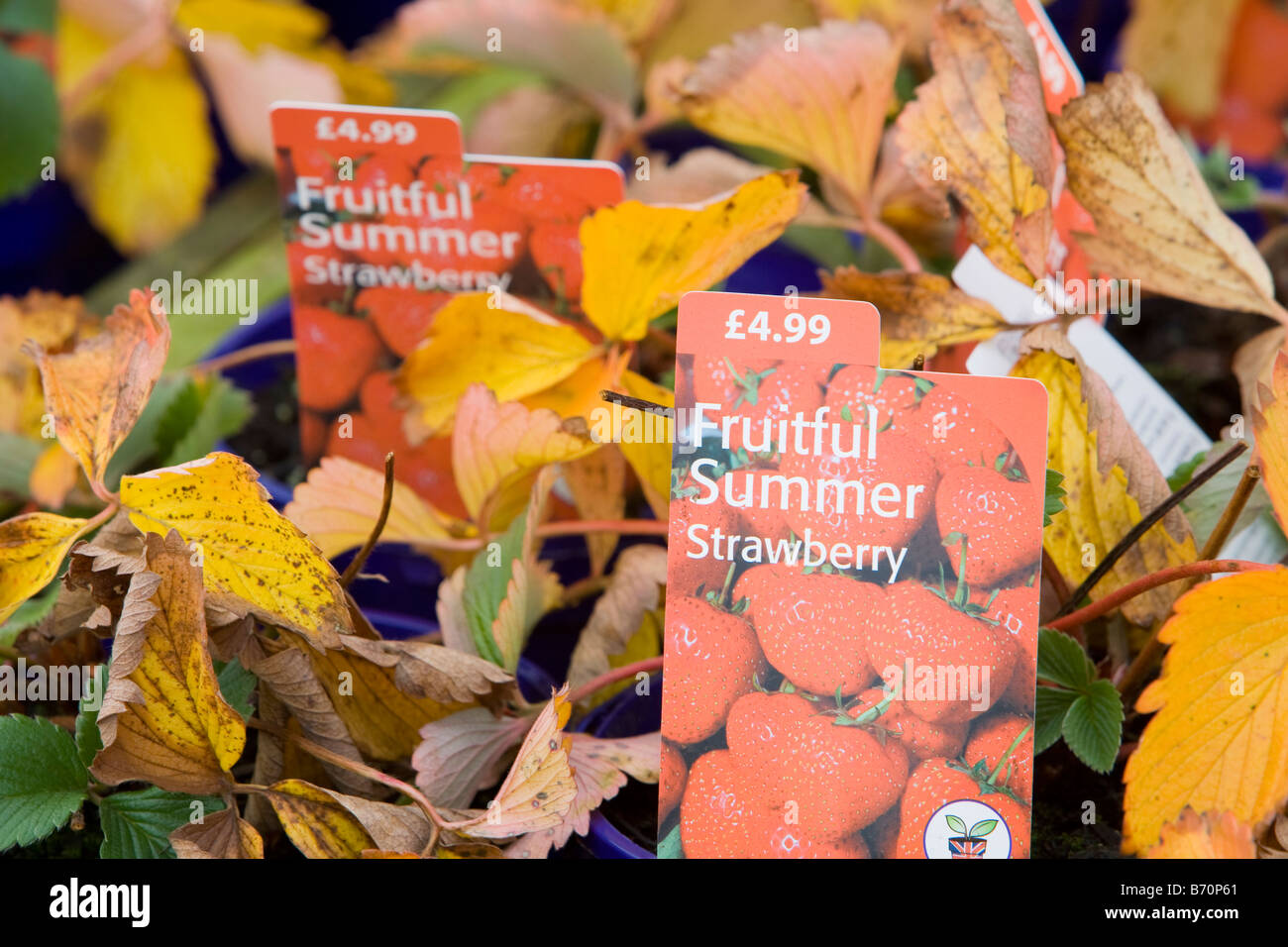 Fruit plant labelled hi-res stock photography and images - Alamy
