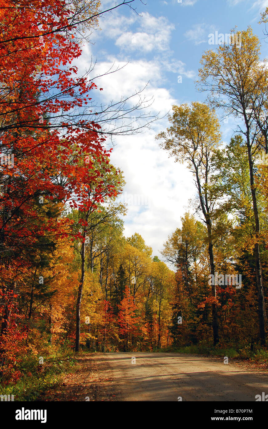 Forest road in the fall Stock Photo - Alamy