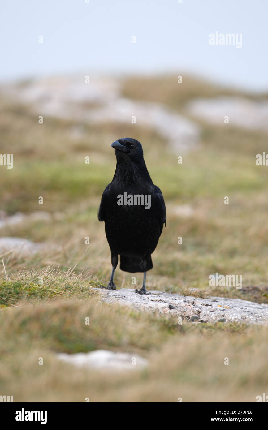 The crow rock hi-res stock photography and images - Alamy